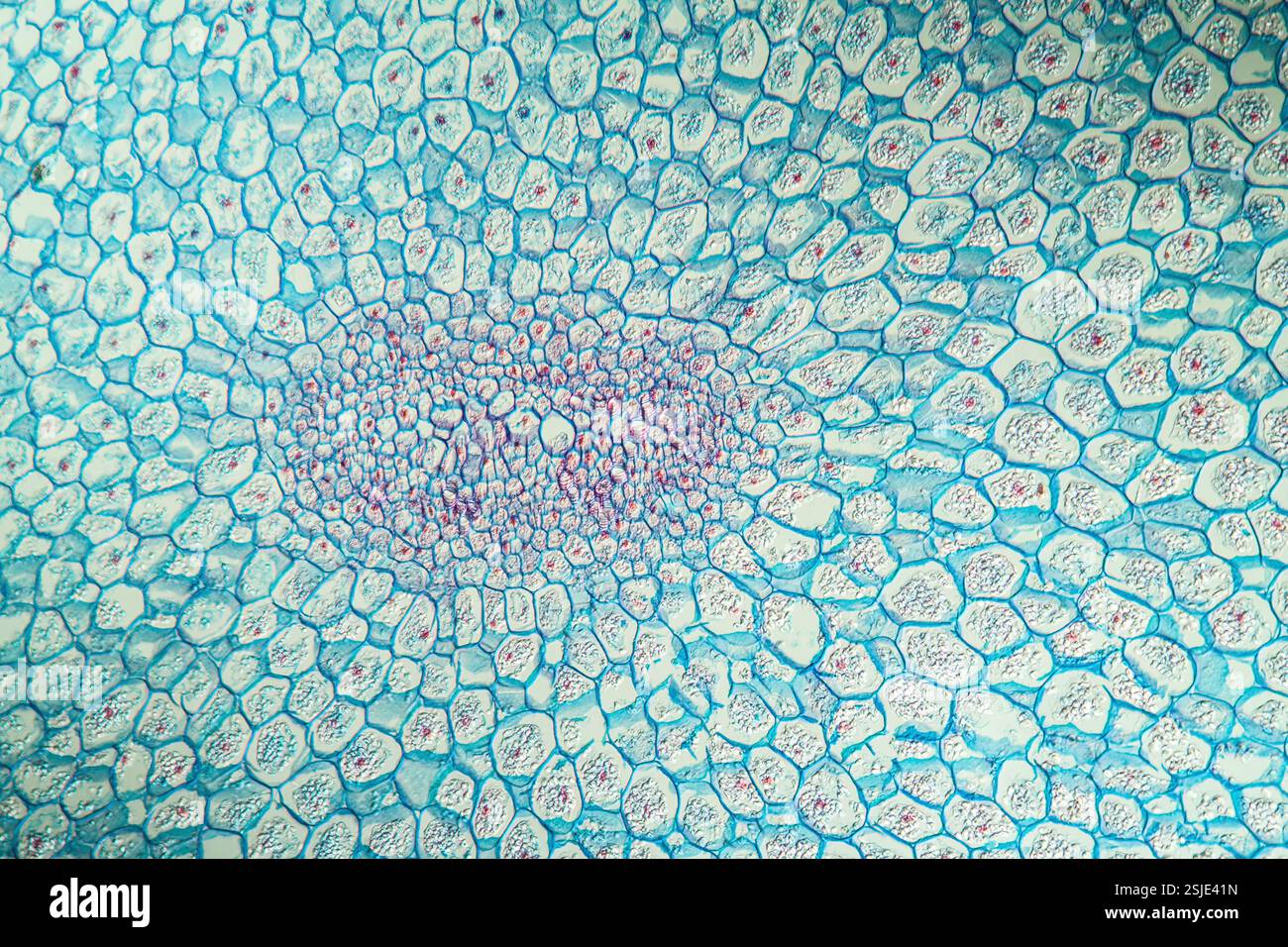 Lesser celandine root t.s. 100x Stock Photo - Alamy