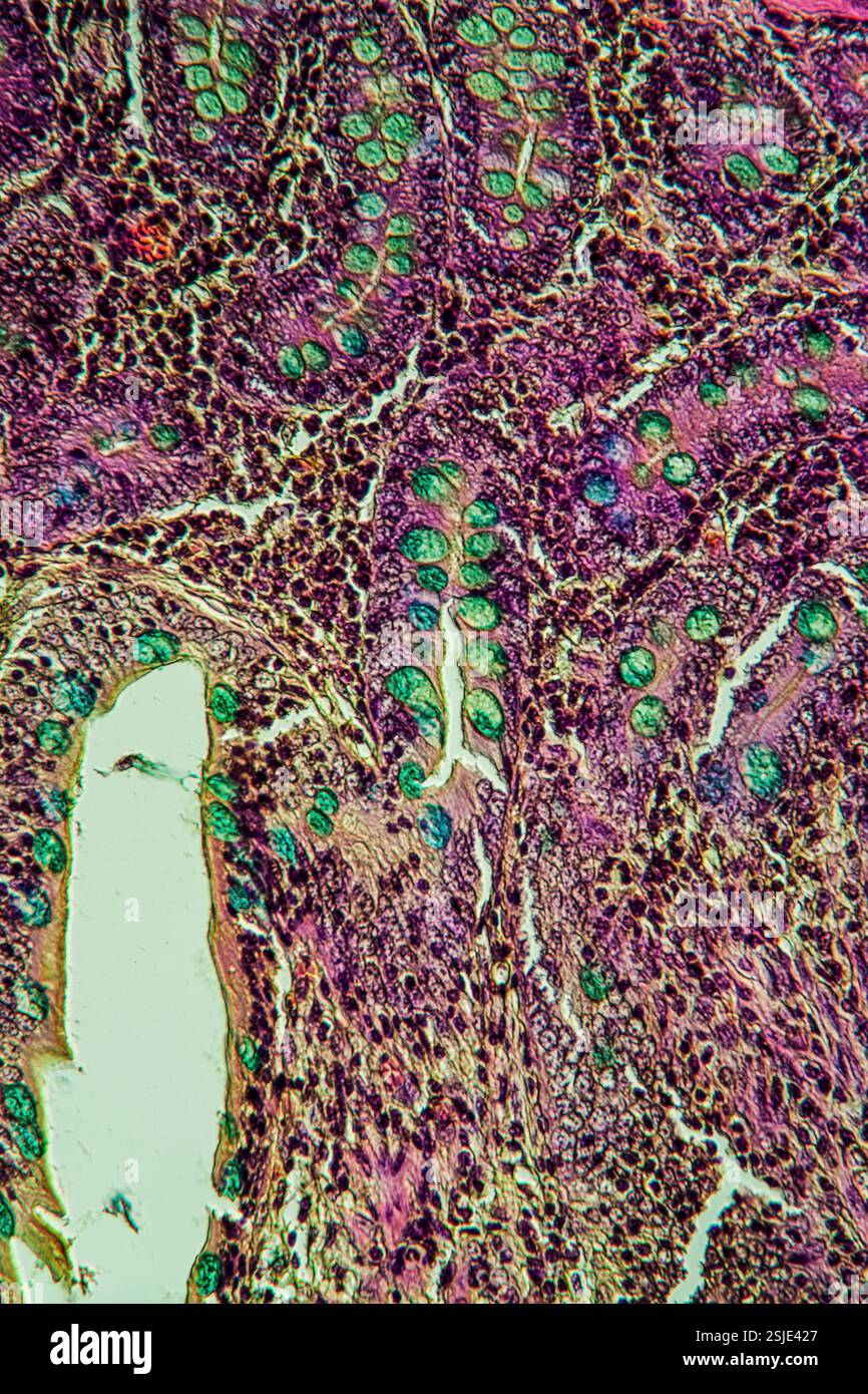 Small intestine of pig t.s. under the microscope 200x Stock Photo - Alamy