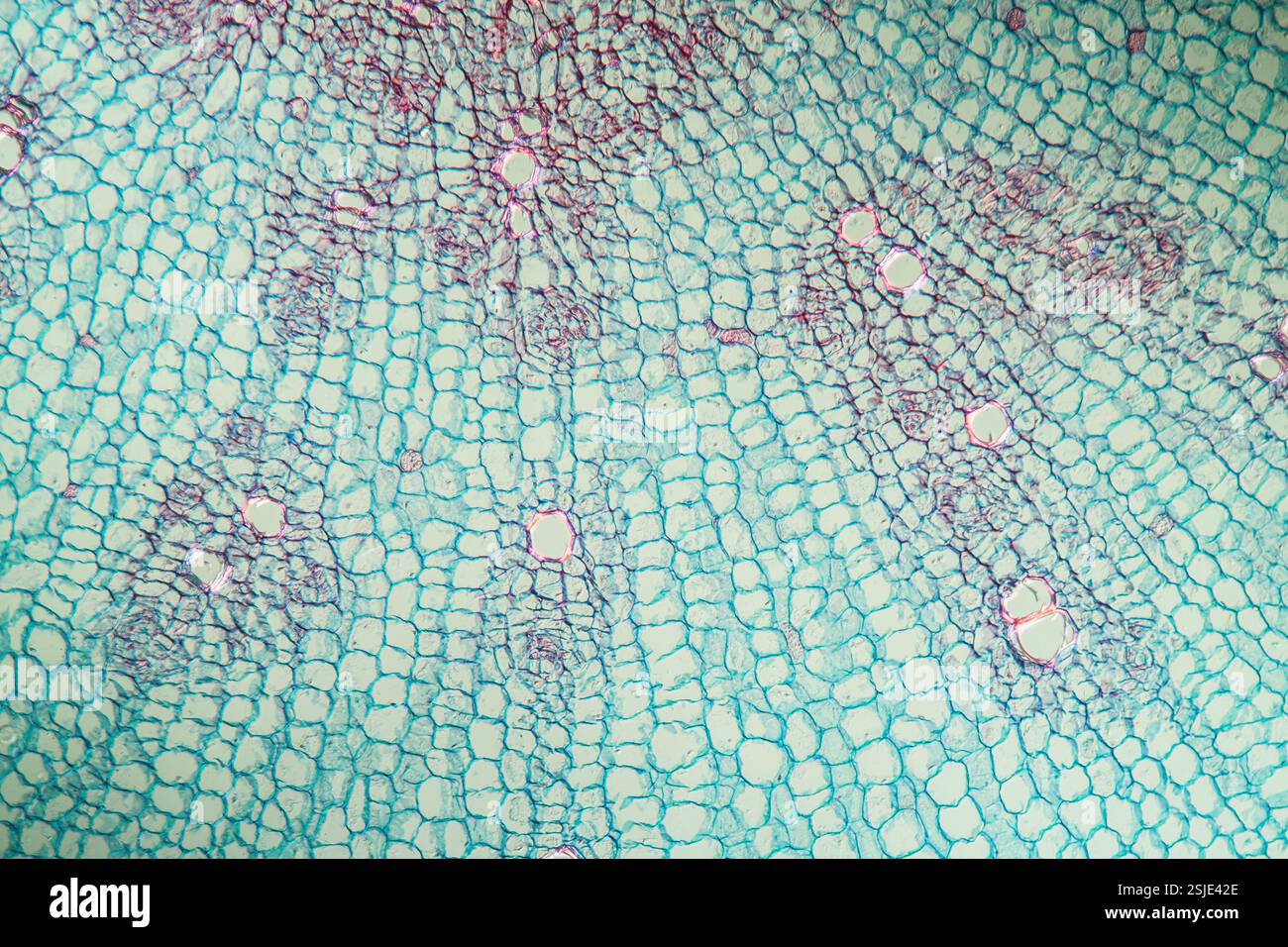 Radish root t.s. 100x Stock Photo - Alamy