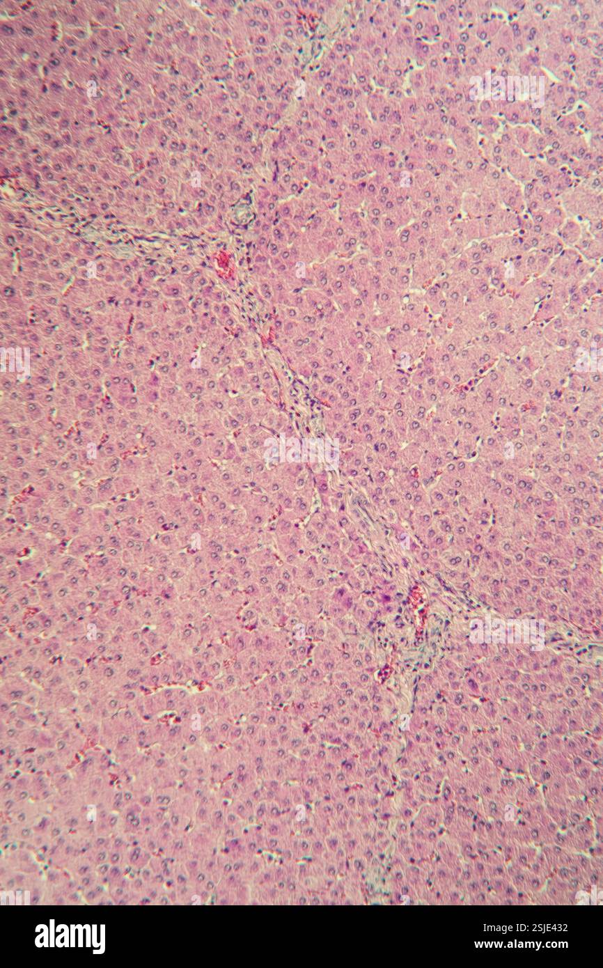 Pork liver section under the microscope 100x Stock Photo - Alamy