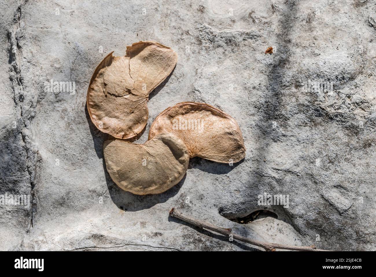 detail of Mopani tree seeds, shot in bright late spring light near ...