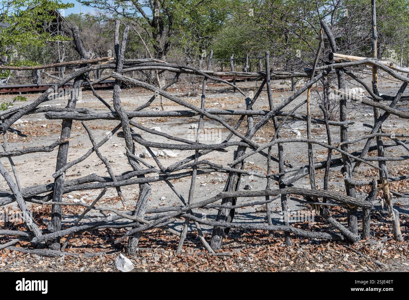 Mopani wood hi-res stock photography and images - Alamy