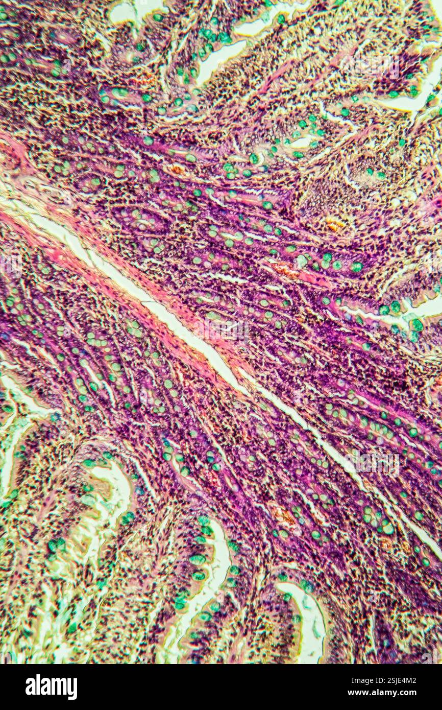Small intestine of pig t.s. under the microscope 100x Stock Photo - Alamy
