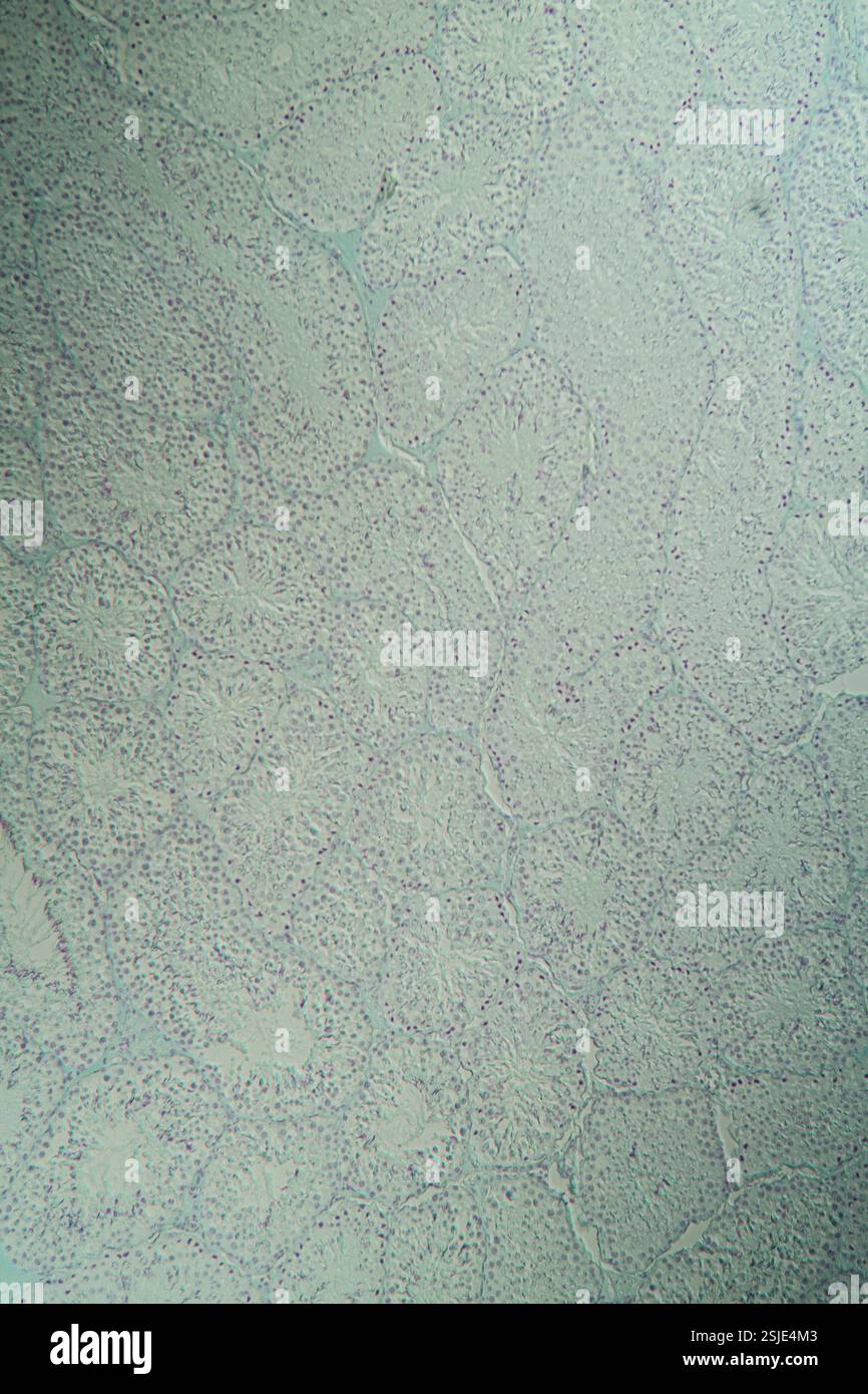 Cross section under the microscope 100x Stock Photo - Alamy