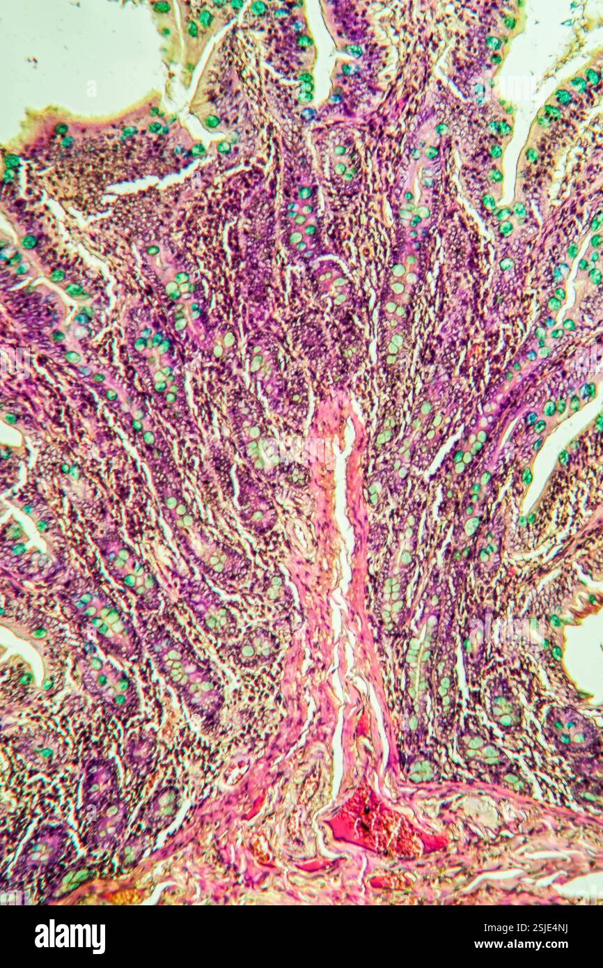 Small intestine of pig t.s. under the microscope 100x Stock Photo - Alamy
