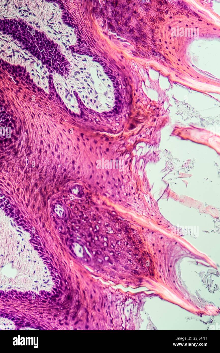 Tongue t.s., papillae 200x Stock Photo - Alamy