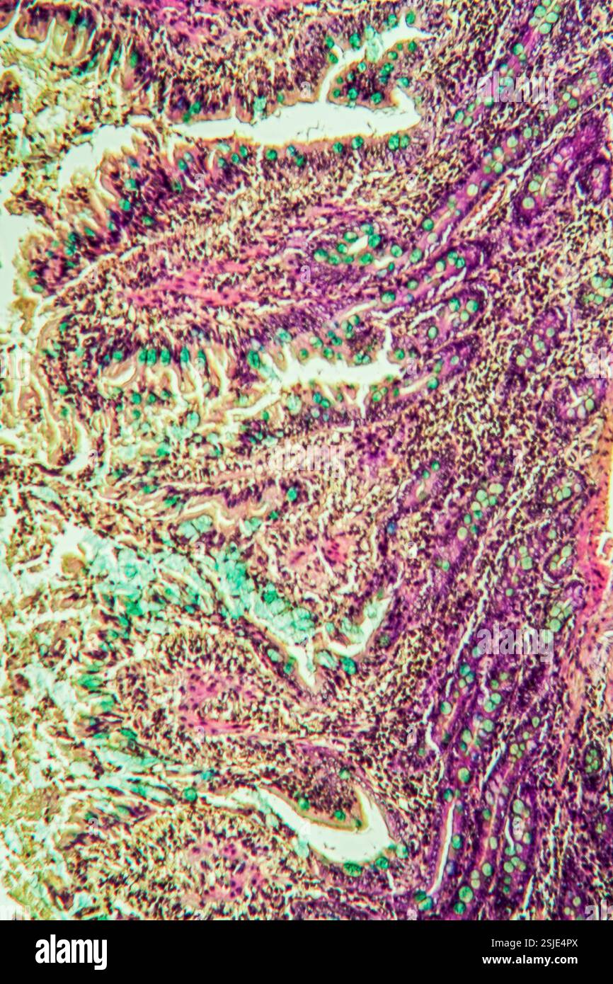 Small intestine of pig t.s. under the microscope 100x Stock Photo - Alamy