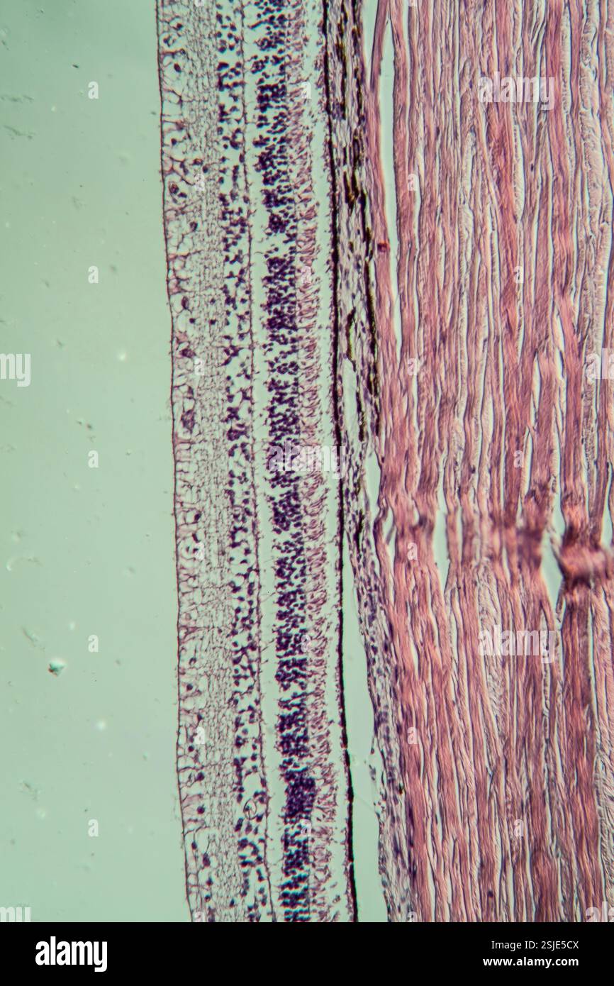 Cross section through the retina 100x Stock Photo - Alamy