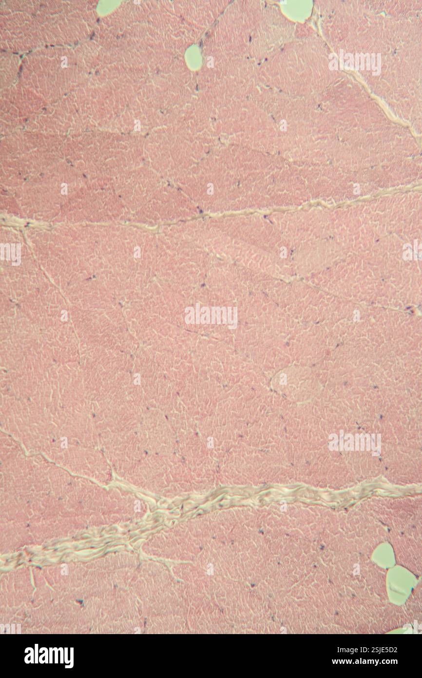 Pig skin under the microscope 100x Stock Photo - Alamy
