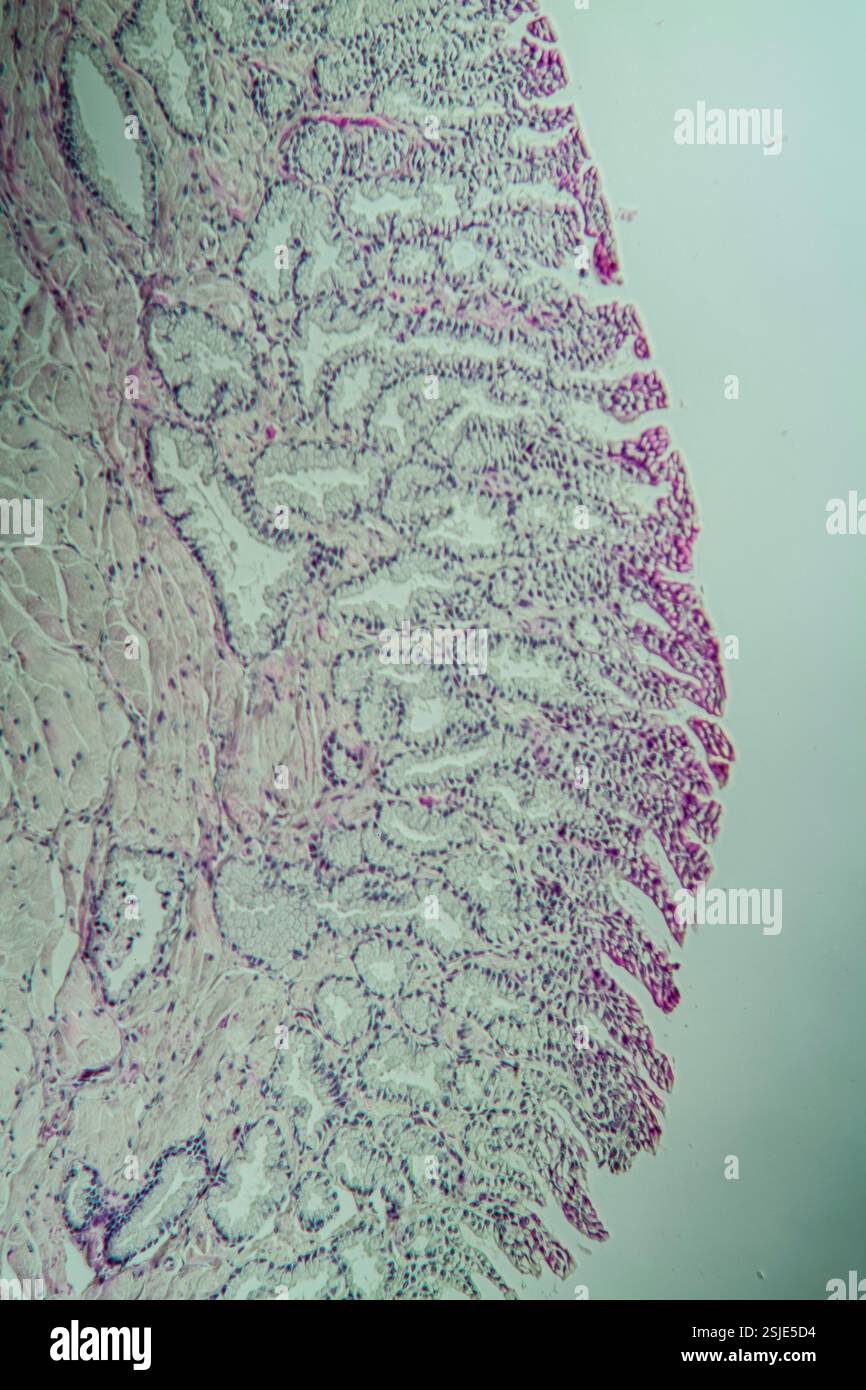 Cross section through the tongue 100x Stock Photo - Alamy