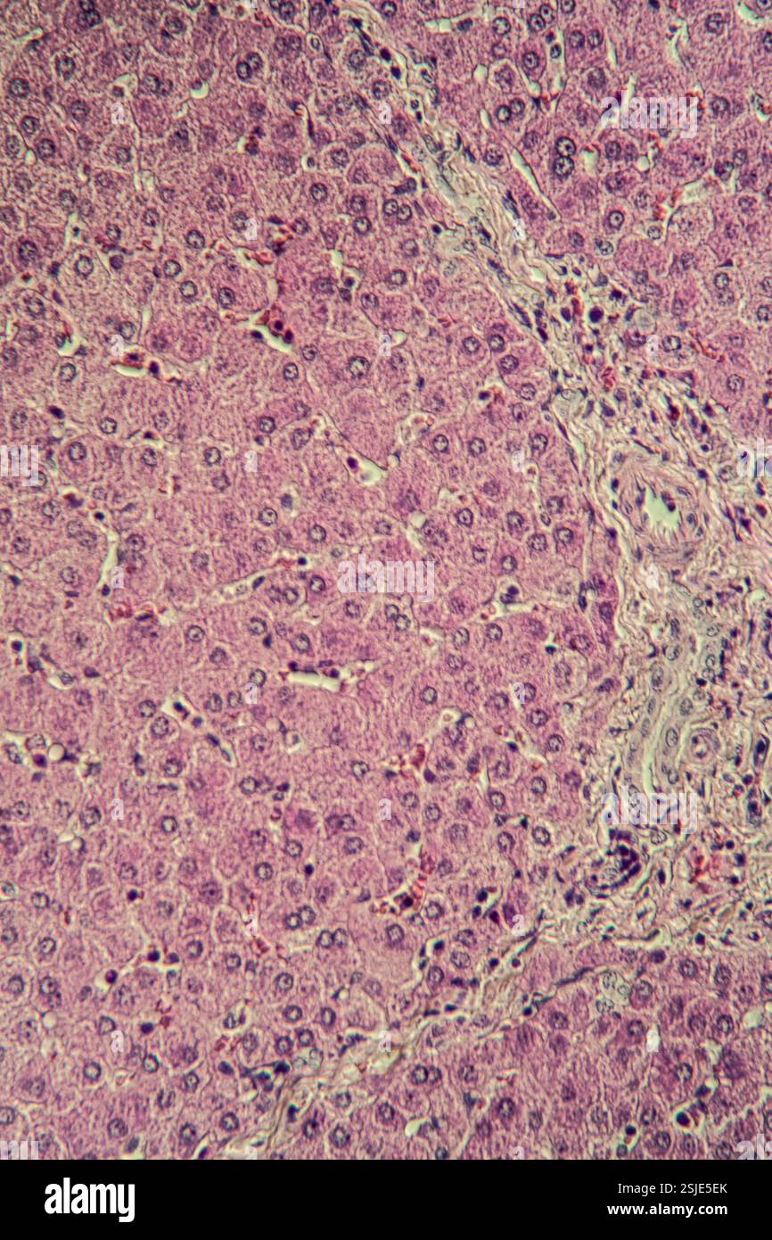 Pork liver section under the microscope 200x Stock Photo - Alamy