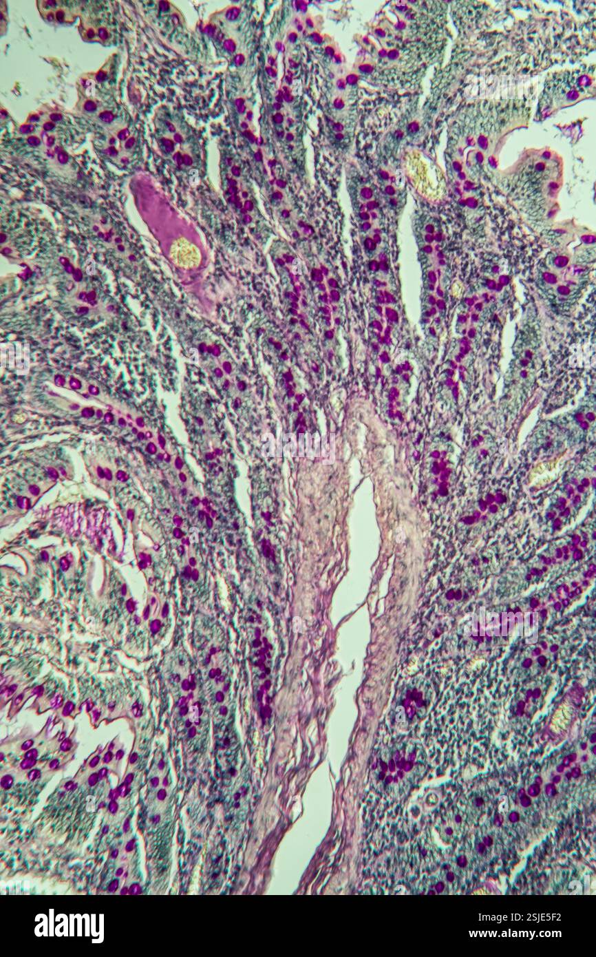 Small intestine of pig t.s. under the microscope 100x Stock Photo - Alamy