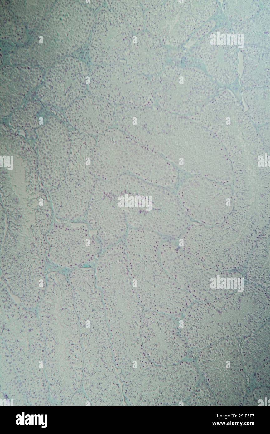 Testicle cross section under the microscope 100x Stock Photo - Alamy