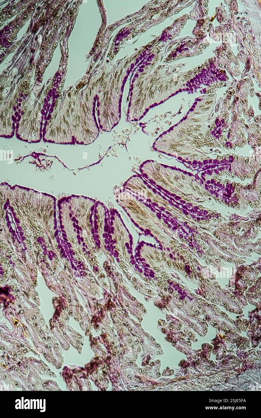 Cross section through the intestine 200x Stock Photo - Alamy