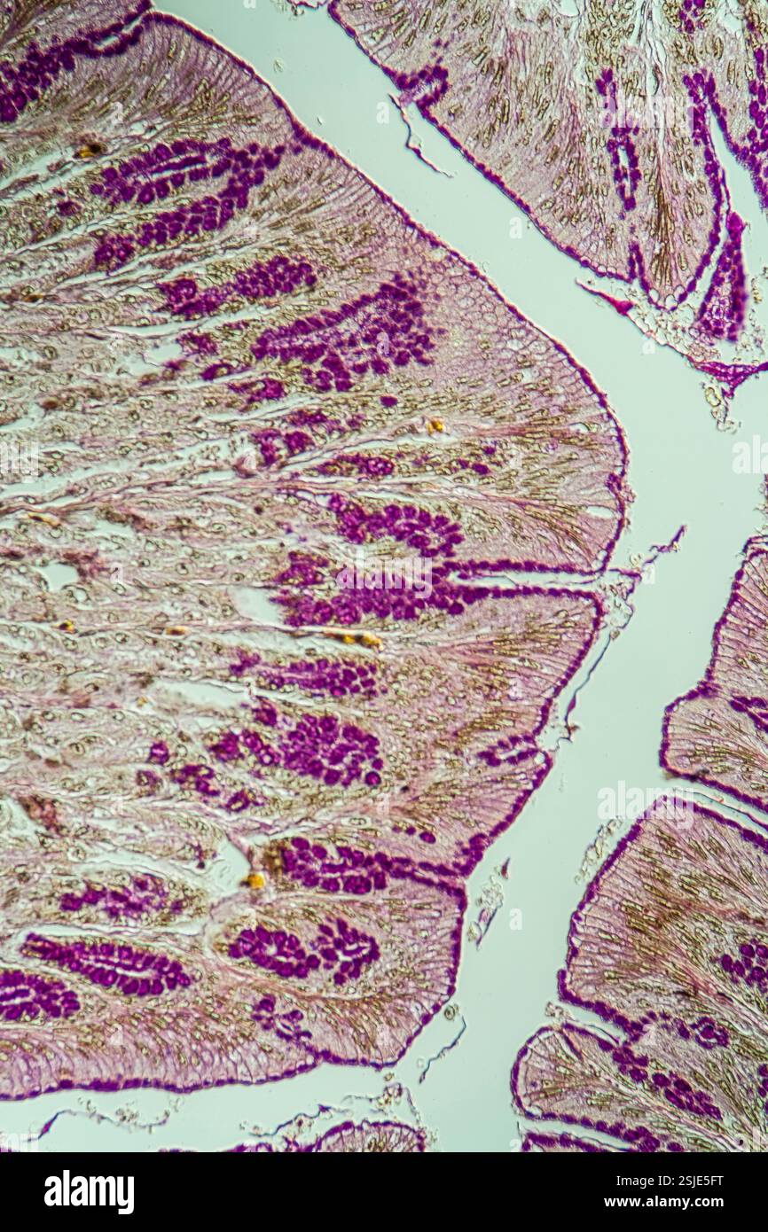 Cross section through the intestine 200x Stock Photo - Alamy