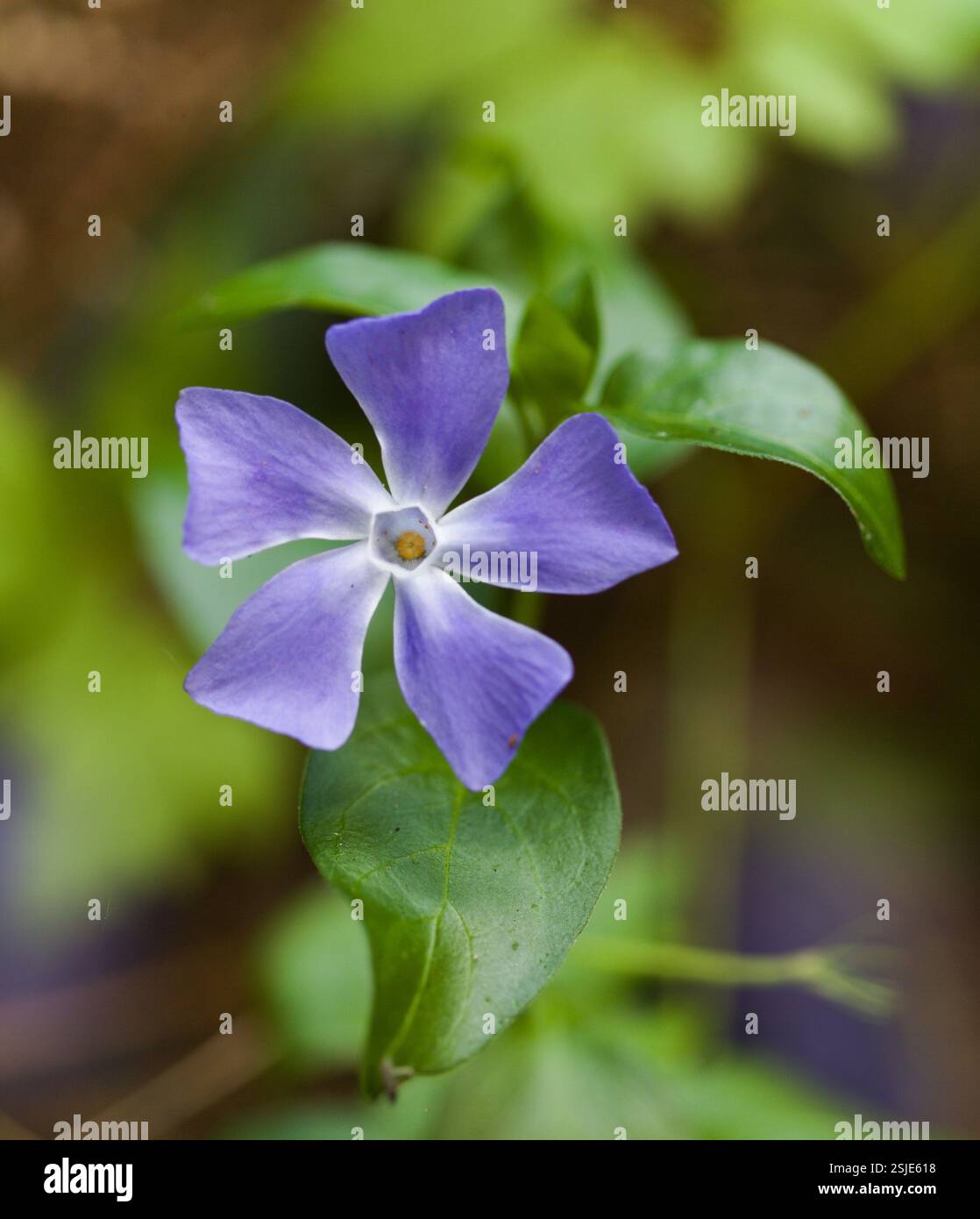 Flora of Gran Canaria - Vinca major, bigleaf periwinkle, introduced ...