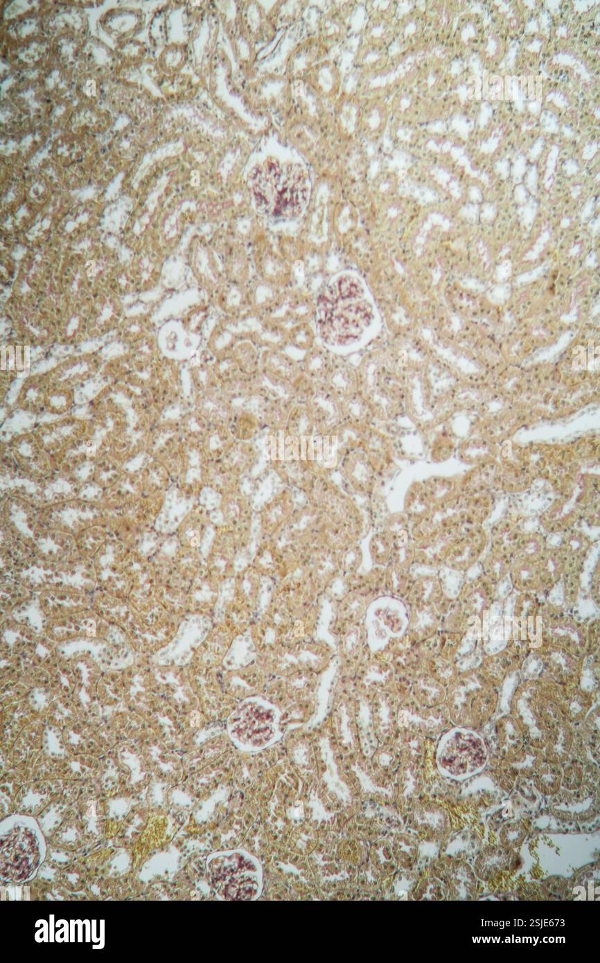 Renal cortex under the microscope 100x Stock Photo - Alamy