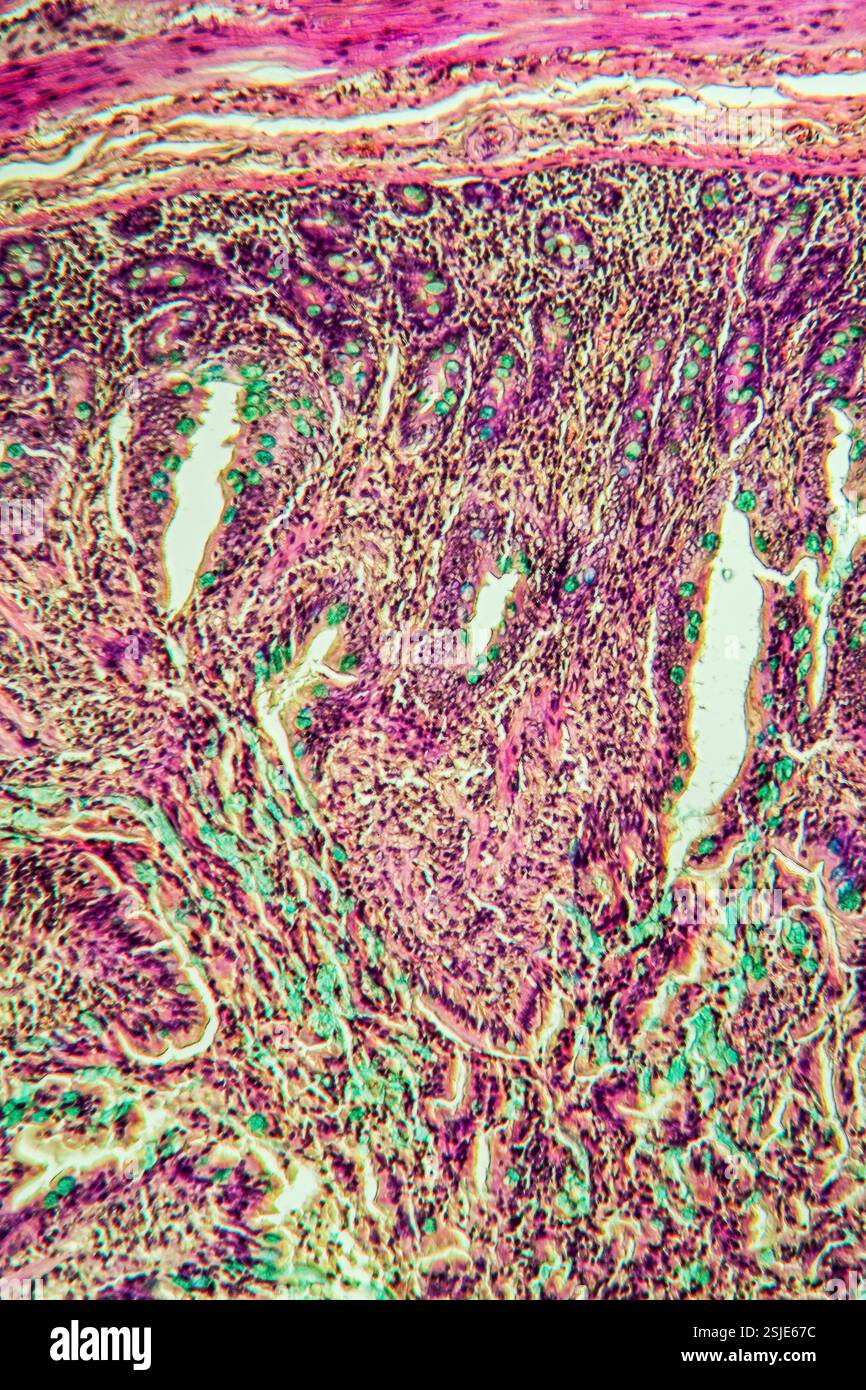 Small intestine pig t.s. 100x Stock Photo - Alamy