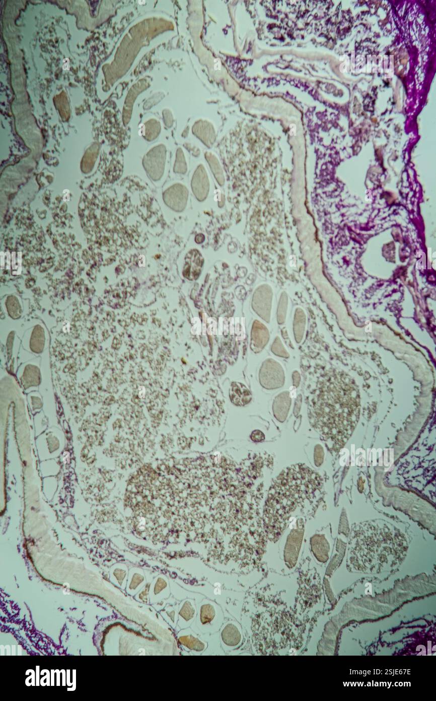 Cross section through the intestine 100x Stock Photo - Alamy