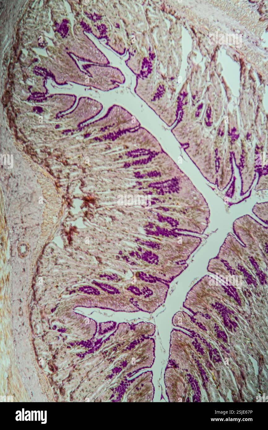 Histology of the intestine hi-res stock photography and images - Alamy
