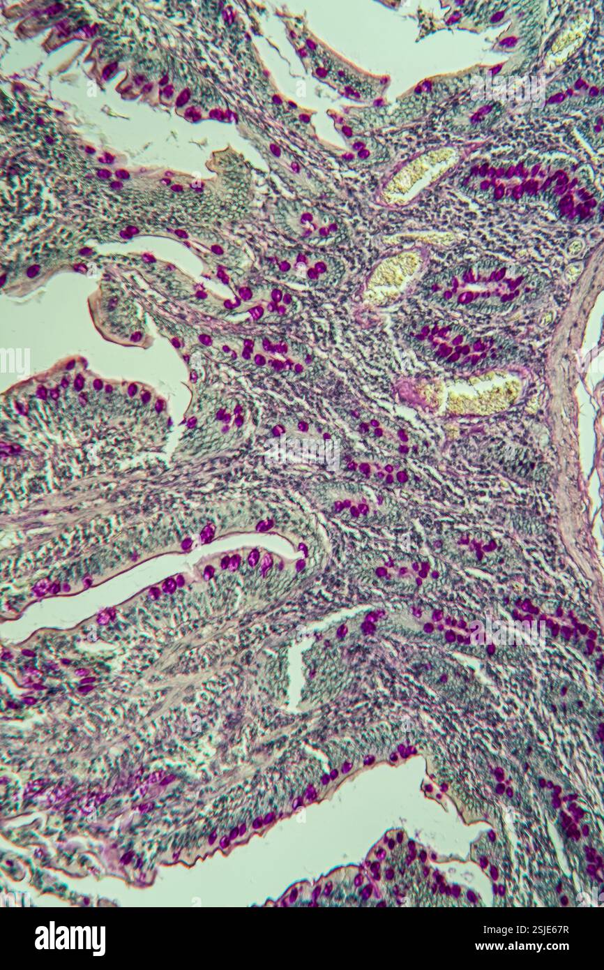 Small intestine pig t.s. 100x Stock Photo - Alamy