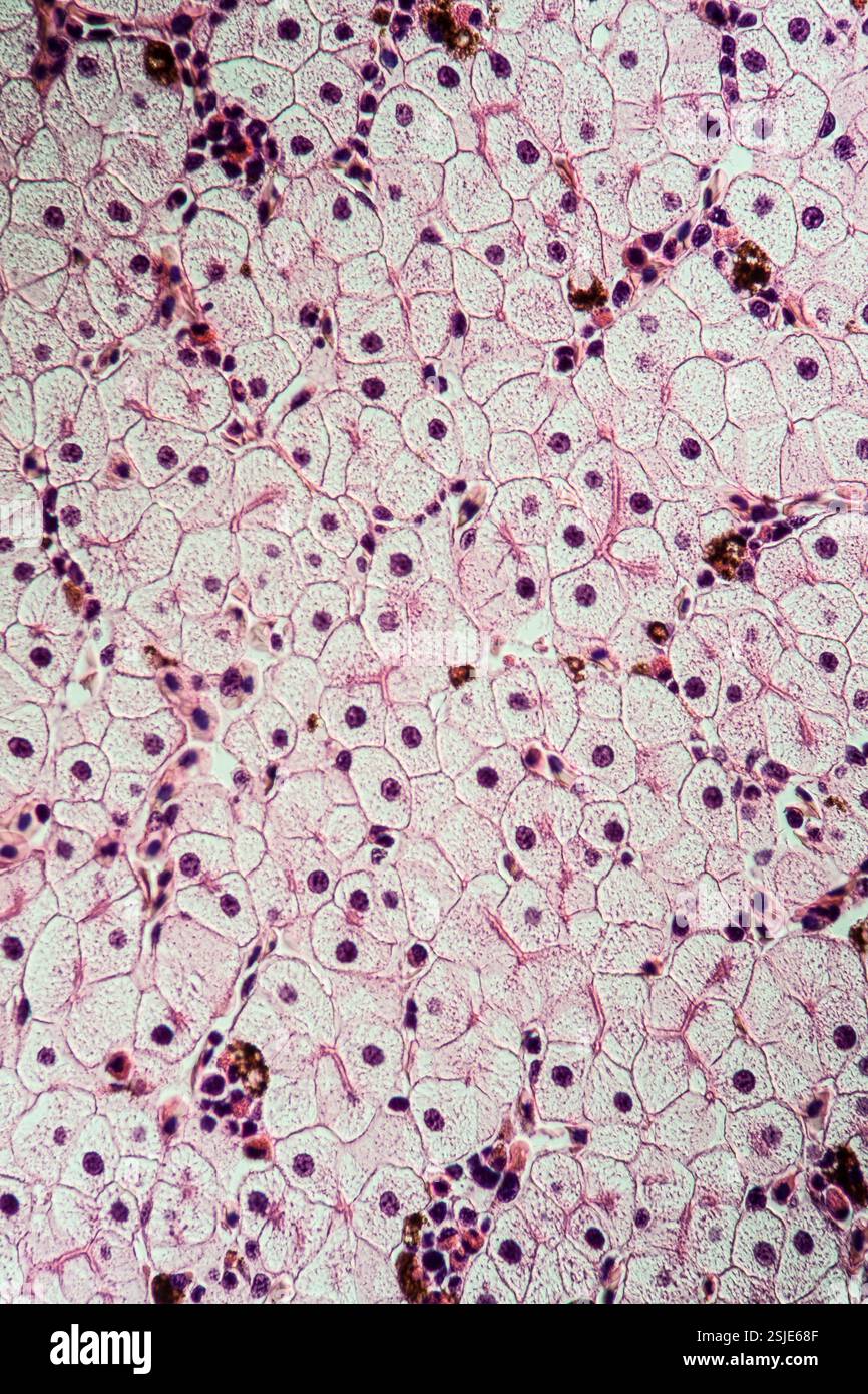 Axolotl liver cells under the microscope 200x Stock Photo - Alamy