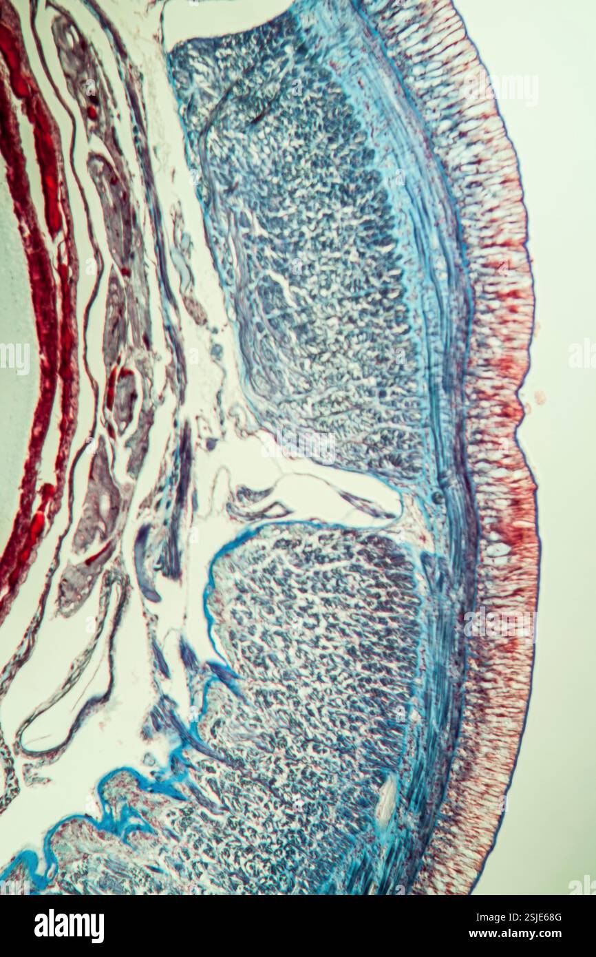 Earthworm cross-section 10th segment 100x Stock Photo - Alamy