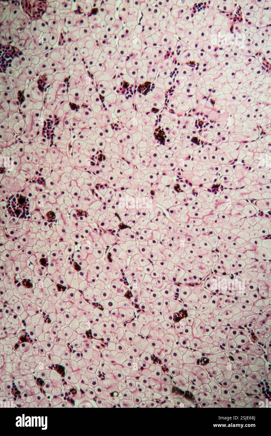 Axolotl liver cells under the microscope 100x Stock Photo - Alamy