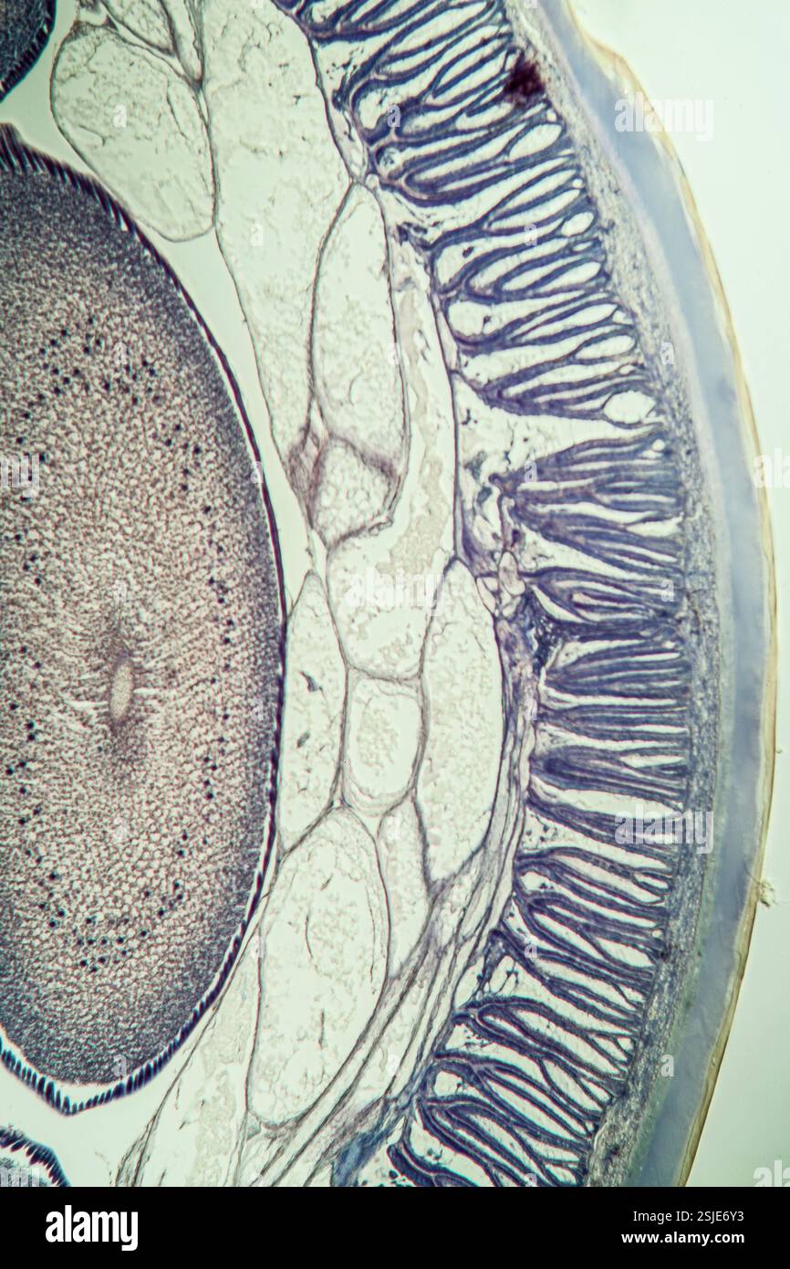 Horse flushing worm cross-section 100x Stock Photo - Alamy