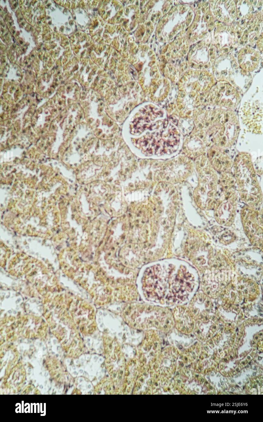 Renal cortex under the microscope 200x Stock Photo - Alamy