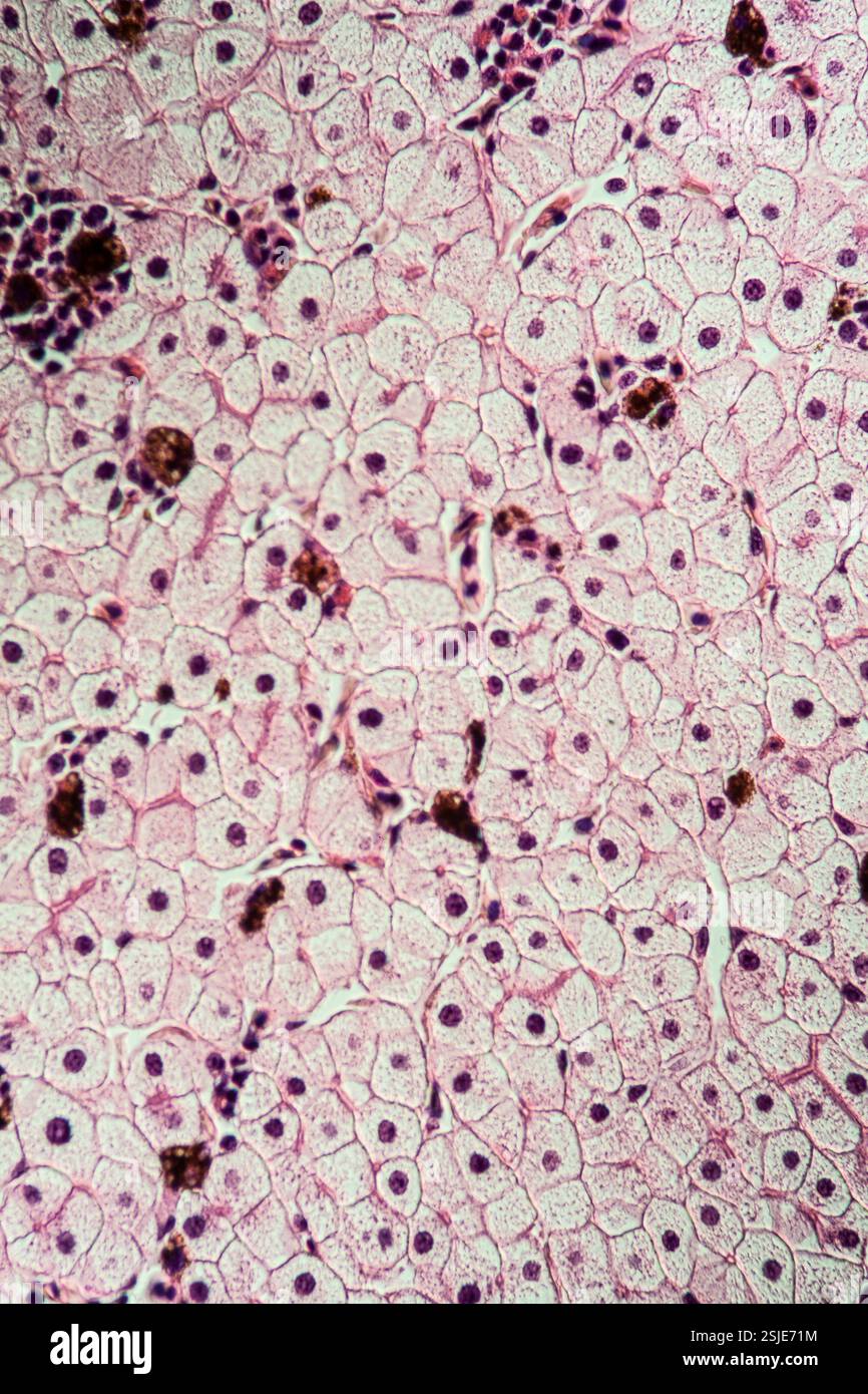 Axolotl liver cells under the microscope 200x Stock Photo - Alamy