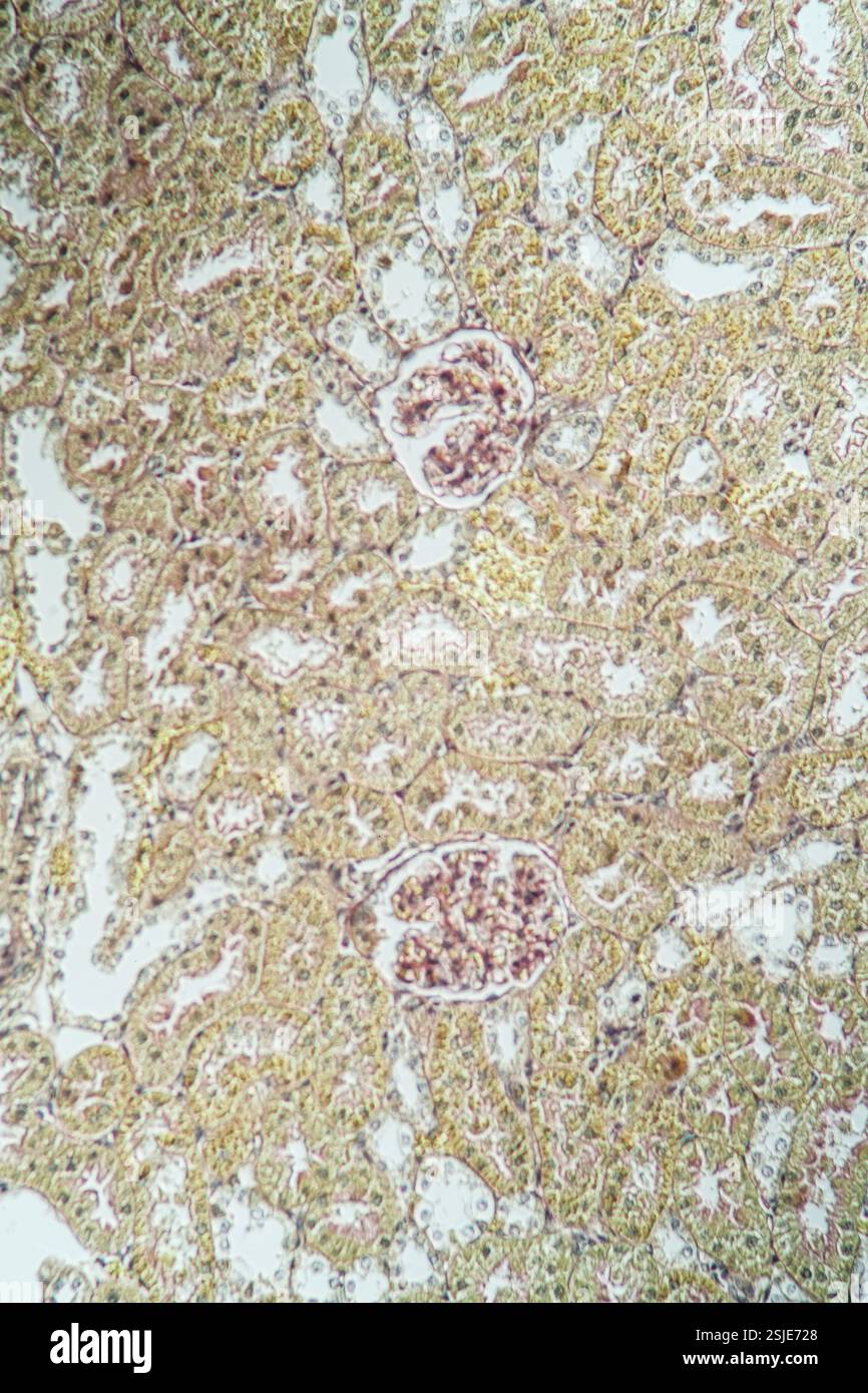 Renal cortex under the microscope 200x Stock Photo - Alamy