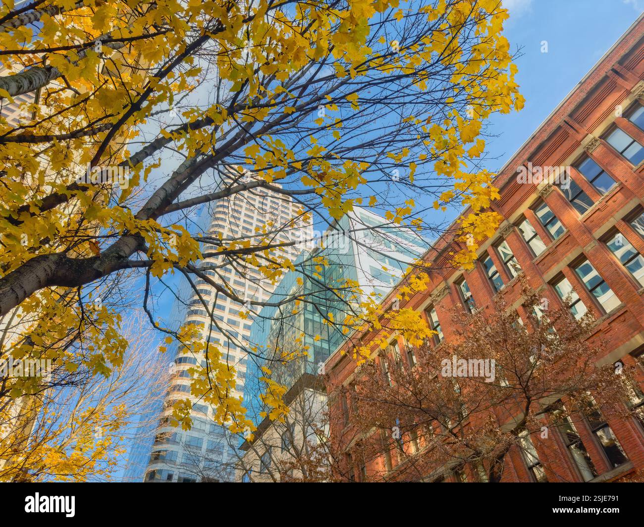 A low-angle shot captures a vibrant branch of golden autumn leaves ...