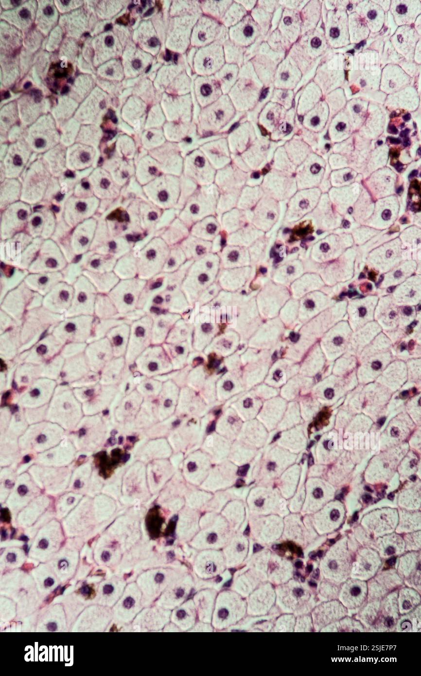 Axolotl liver cells under the microscope 200x Stock Photo - Alamy