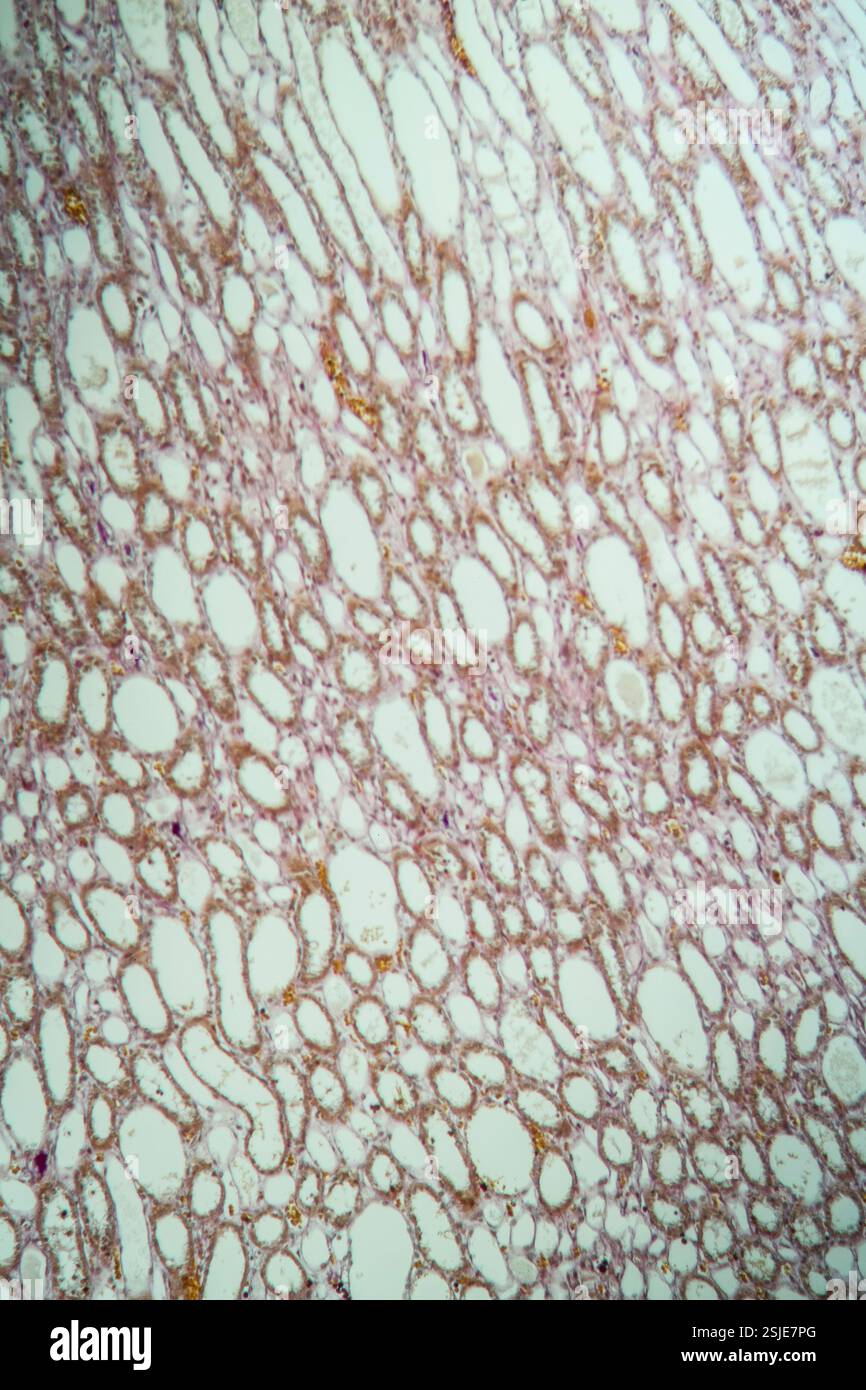 Dog healthy lung tissue under the microscope 100x Stock Photo - Alamy