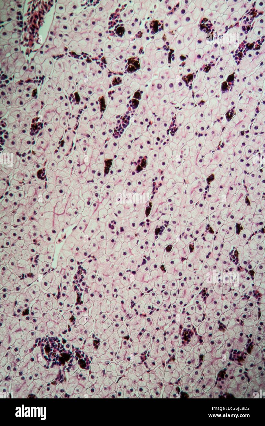 Axolotl liver cells under the microscope 100x Stock Photo - Alamy