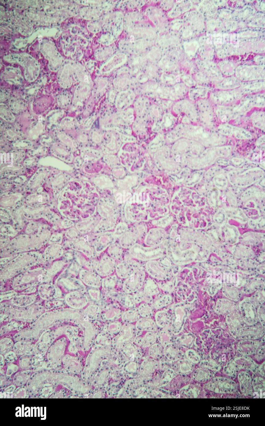 Renal cortex under the microscope 100x Stock Photo - Alamy