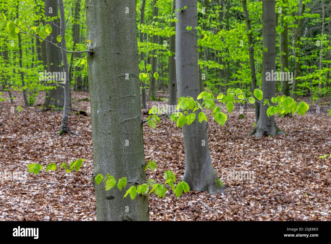 Twig with fresh, new green leaves of European beech / common beeches ...