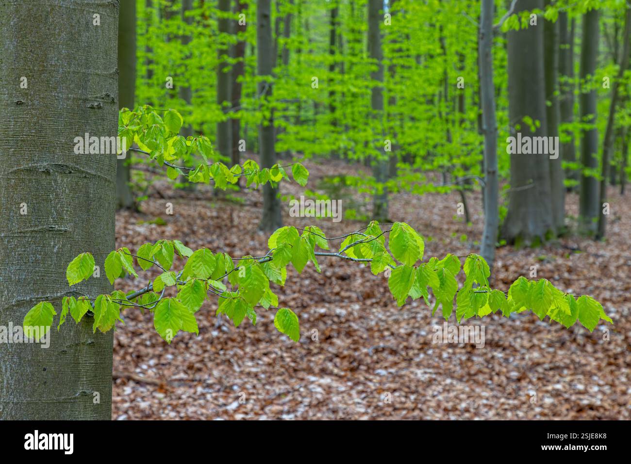 Twig with fresh, new green leaves of European beech / common beeches ...