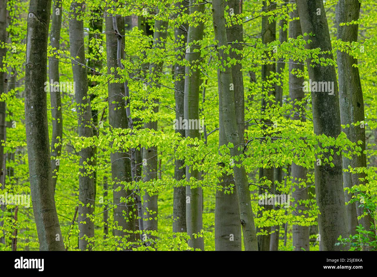 Twigs with fresh, new green leaves of European beech / common beeches ...