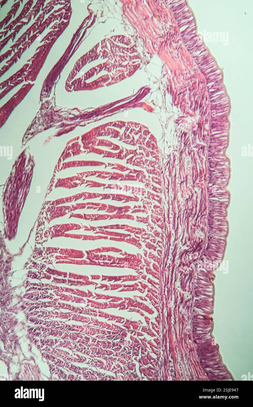 Earthworm cross section 10th segment 100x Stock Photo - Alamy