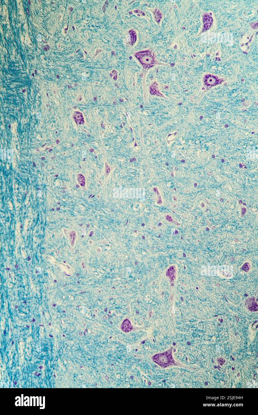 Nerve cells under the microscope 200x Stock Photo - Alamy