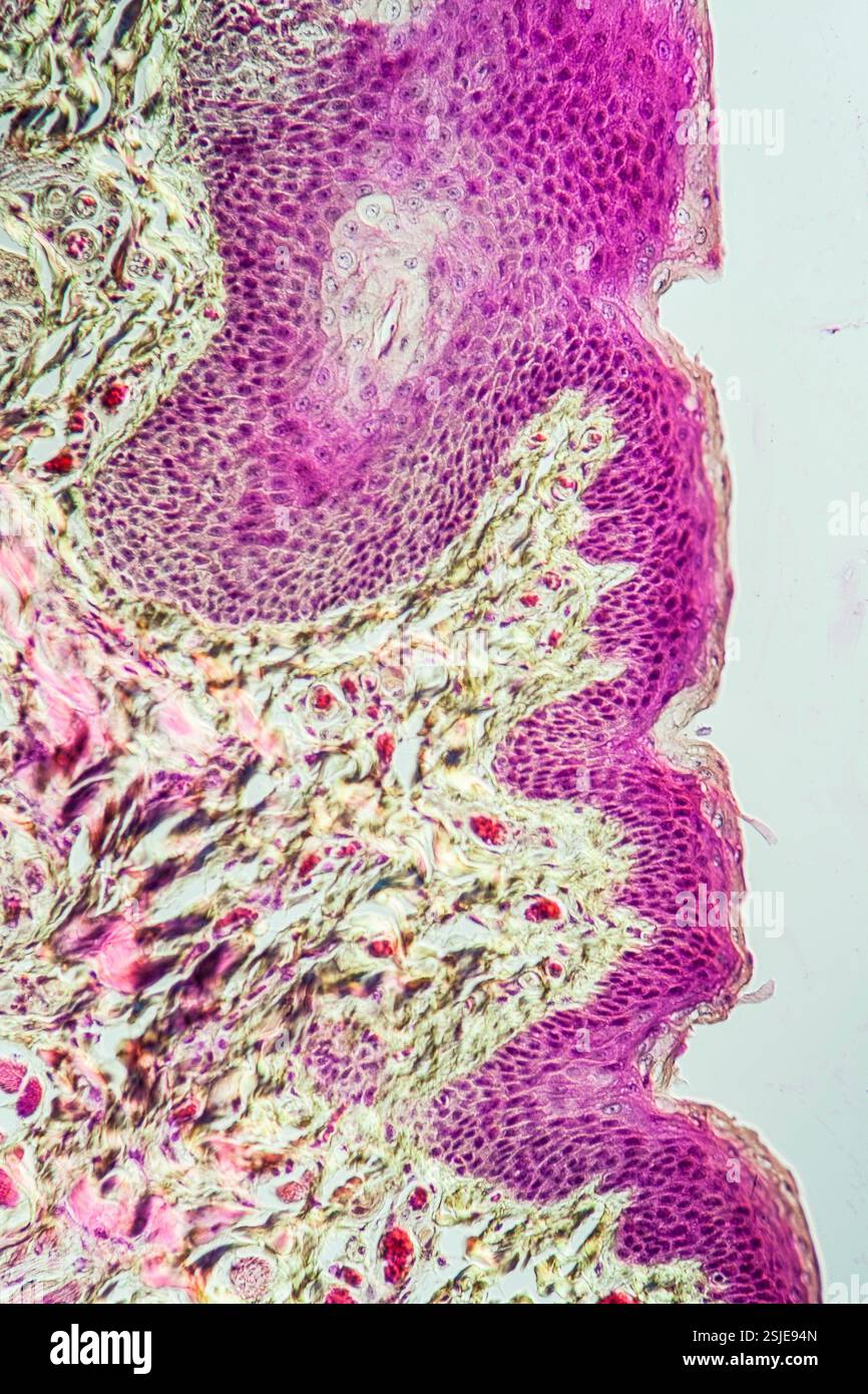 Taste tongue hi-res stock photography and images - Alamy