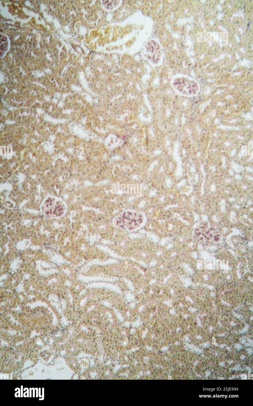Renal cortex under the microscope 100x Stock Photo - Alamy