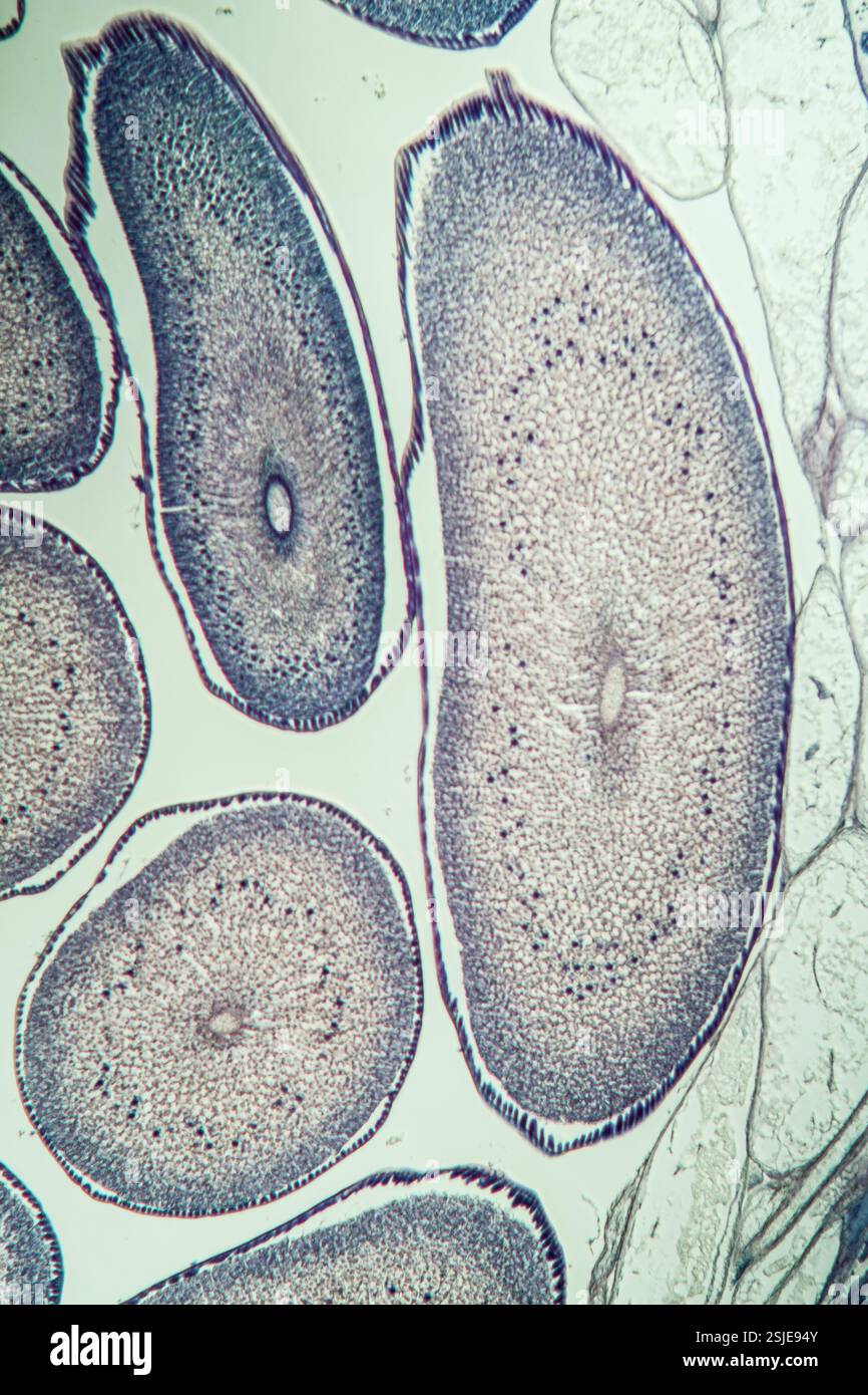 Roundworm microscope hi-res stock photography and images - Alamy