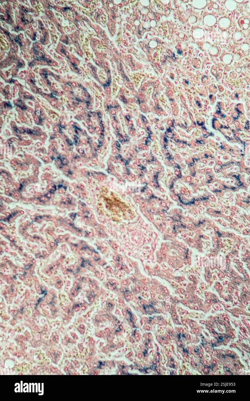 Liver under the microscope 200x Stock Photo - Alamy