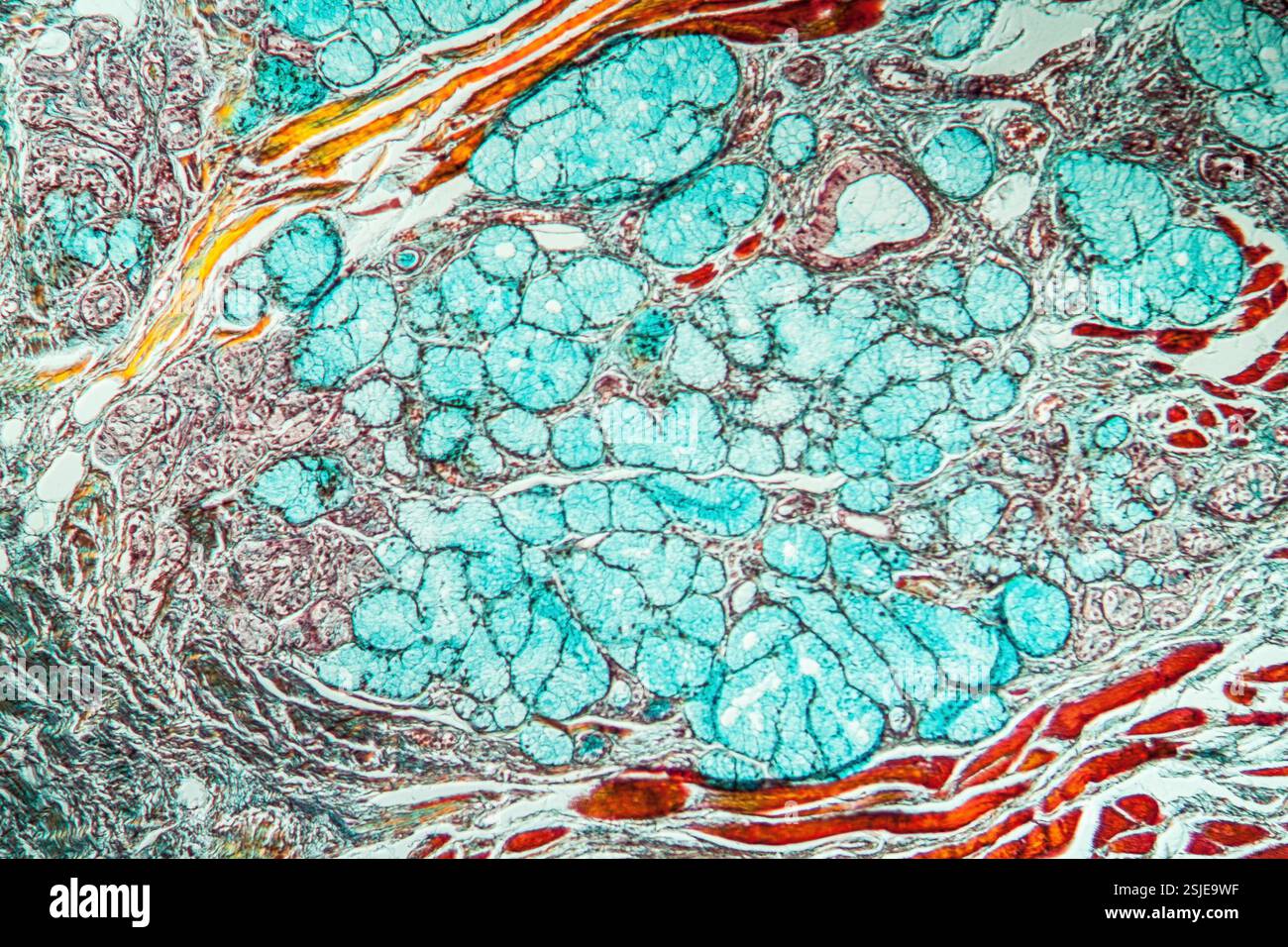 Tongue tissue under the microscope t.s. 100x Stock Photo - Alamy