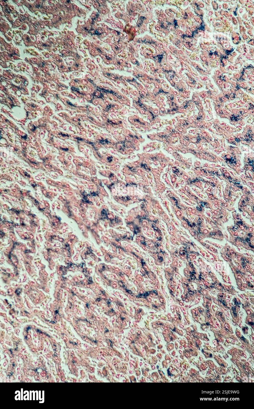 Liver under the microscope 200x Stock Photo - Alamy
