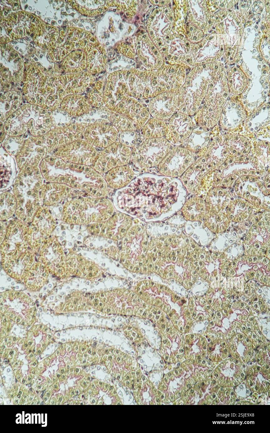 Renal cortex under the microscope 200x Stock Photo - Alamy