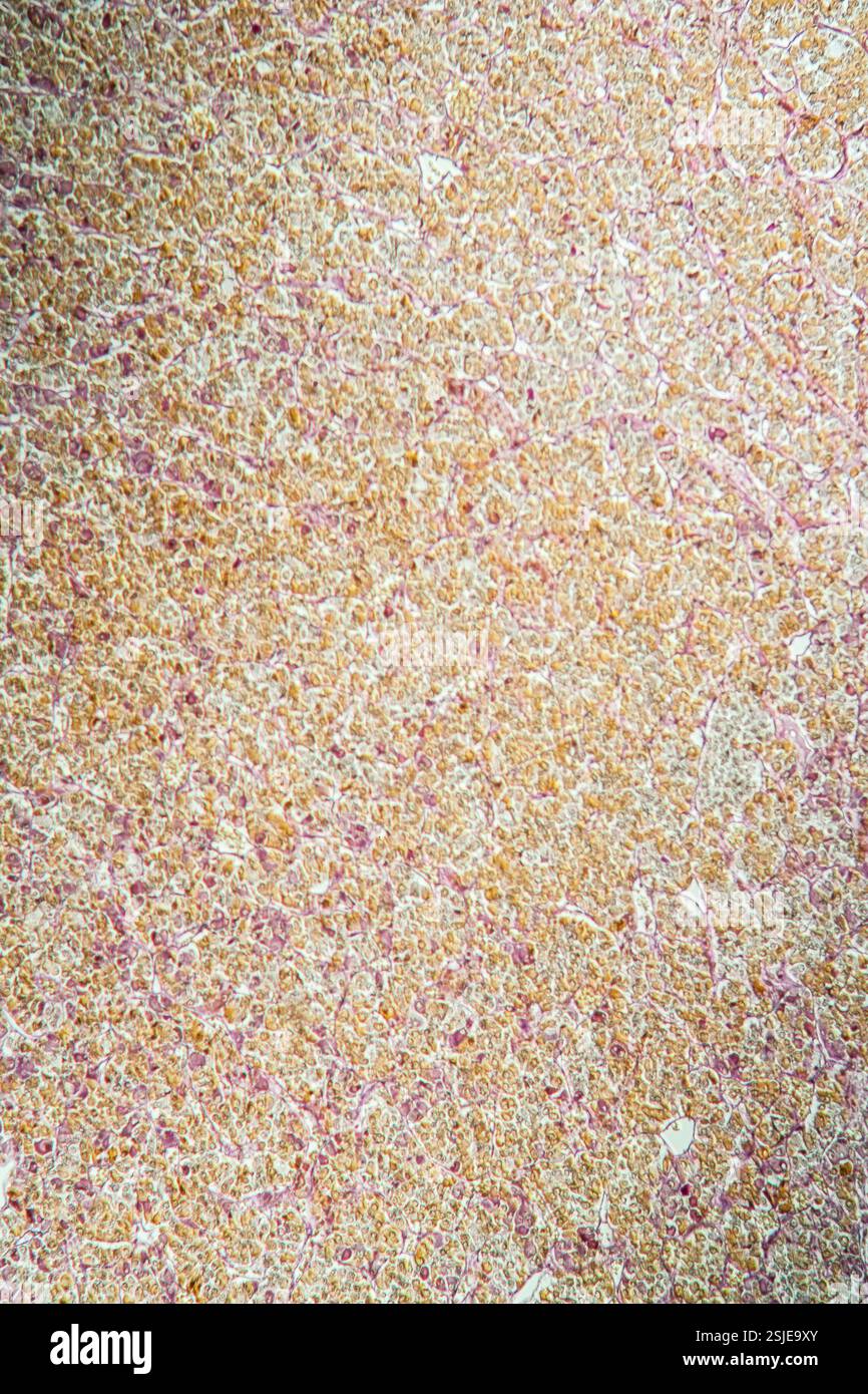 Pituitary gland under the microscope 100x Stock Photo - Alamy